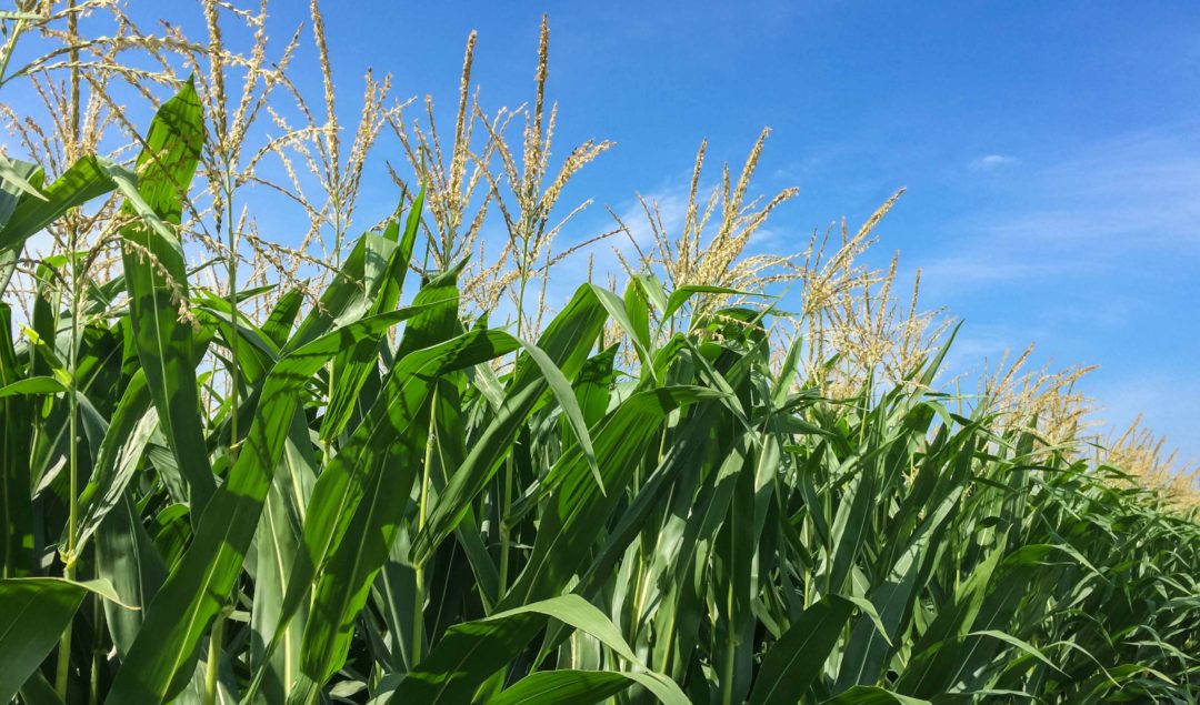 Corn Seed - Anderson Seeds